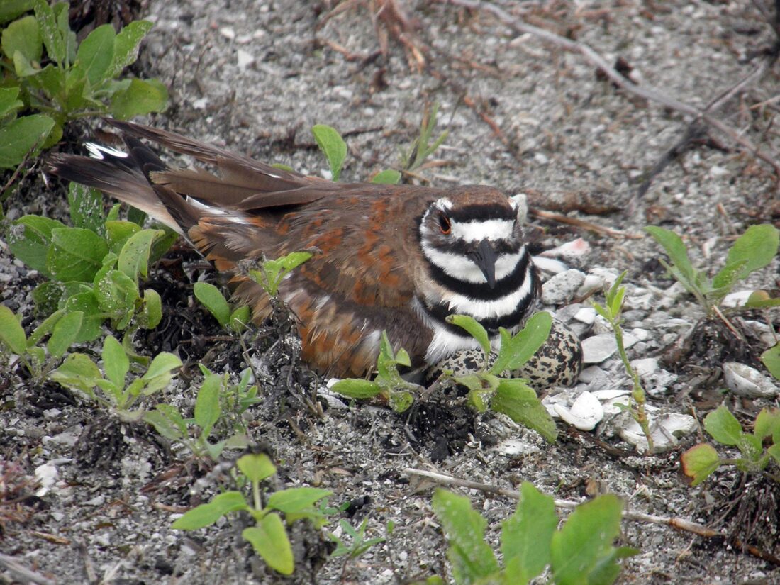 SCCF: Look out for killdeer nests - SANIBEL-CAPTIVA - Island Reporter ...